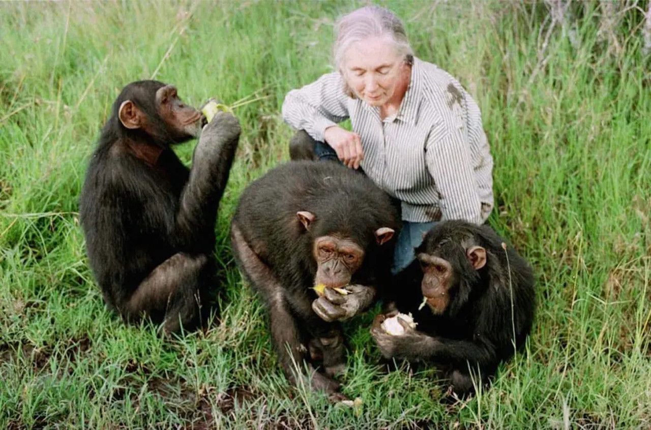 Gezegenin vicdanıydı: Jane Goodall 91 yaşında hayatını kaybetti ...